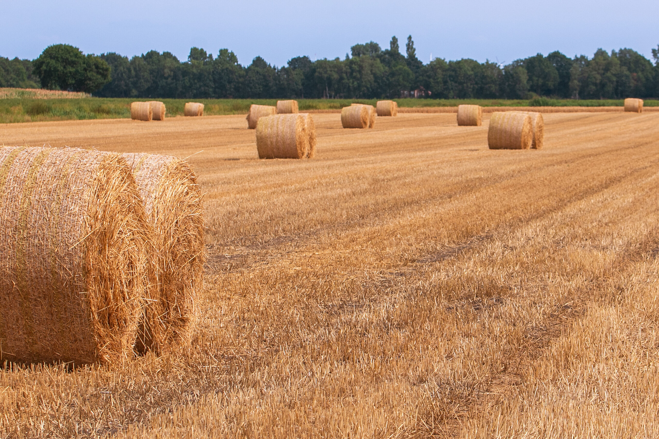 After the Wheat Harvest: 6 Practical Steps for What Comes Next