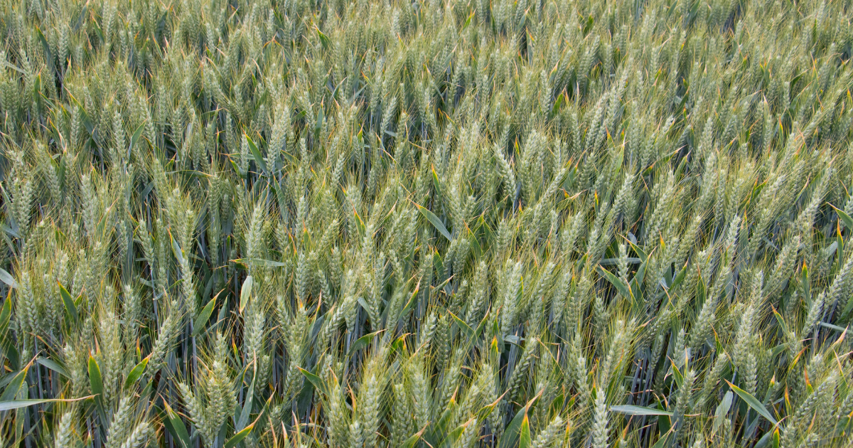 How to overcome magnesium deficiency in wheat crops